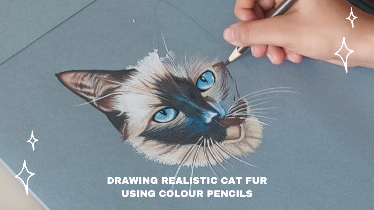 Sketch with me - Realistic cat fur process using prismacolour pencils ...