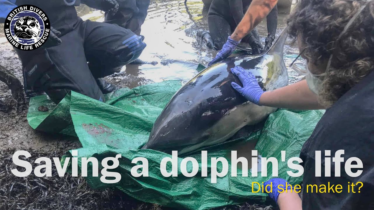 Saving a dolphin's life - YouTube