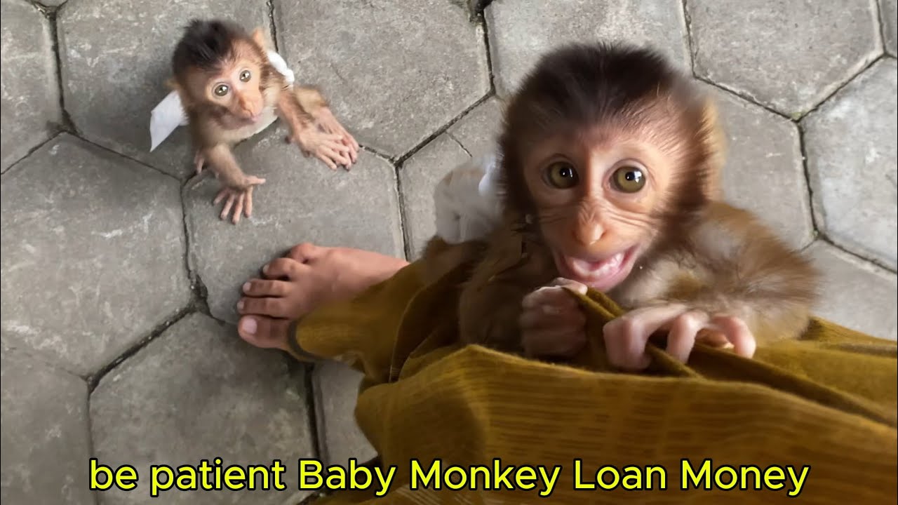 Dad is overwhelmed by Baby Monkey Loan Money who cling onto his body ...