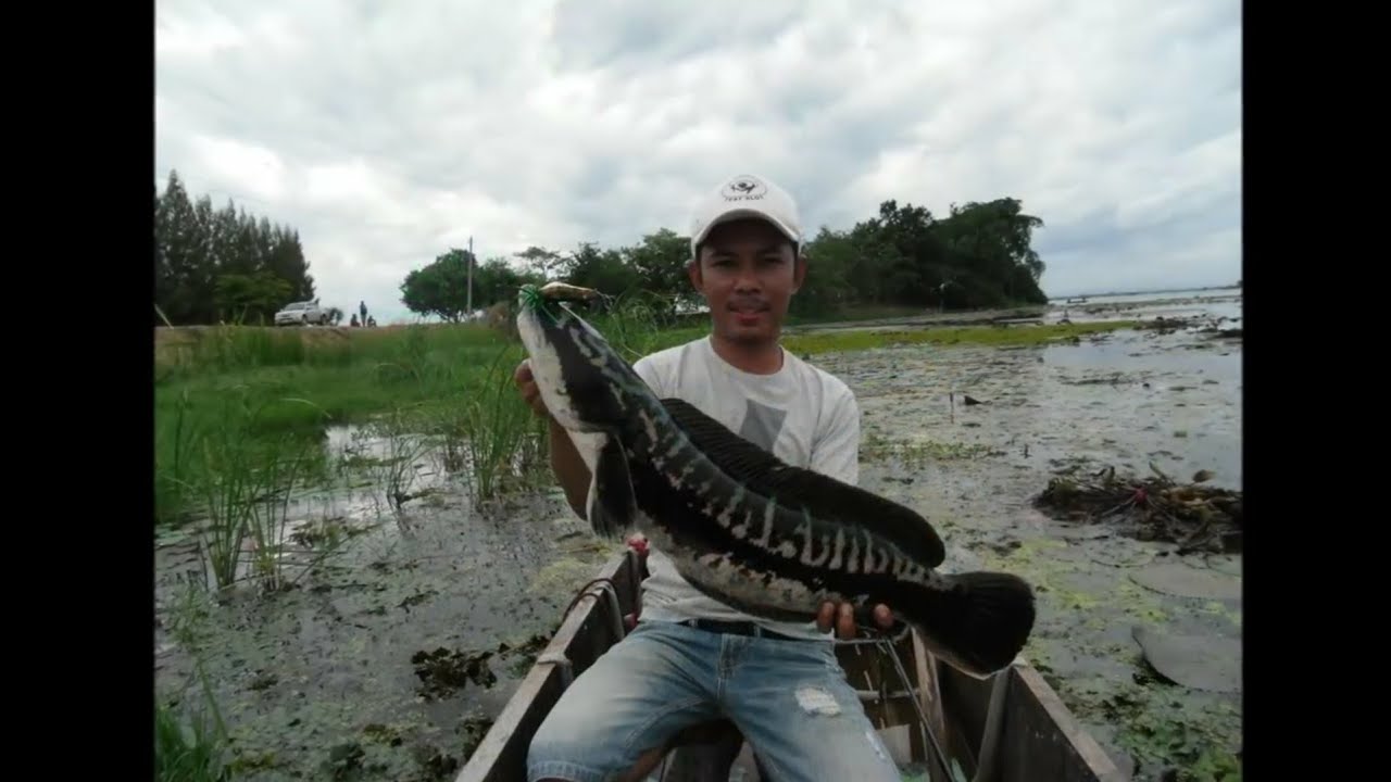 Terrible is the Toman Fish Attraction - YouTube