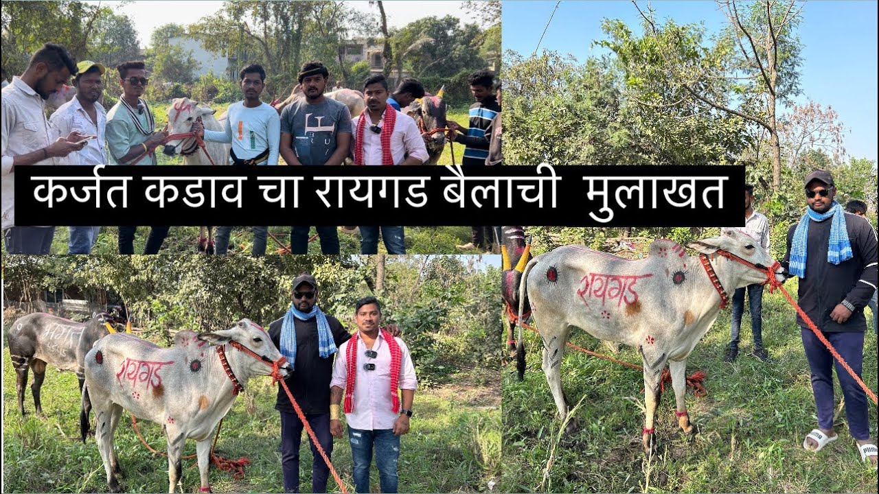 मुलाखत 18 | Karjat Kadav च्या Raigad Bailachi Mulakhat | रायगड | भगत ...