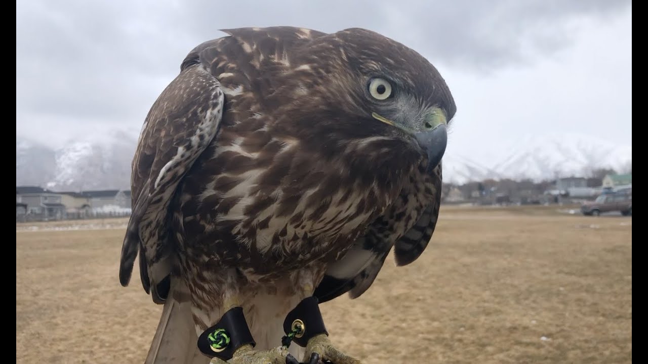 Training Ruby the Red Tailed Hawk - YouTube