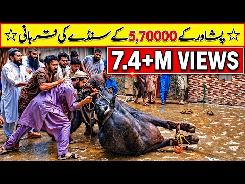 Peshawar k 570k Ke sandy ki Qurbani || Eid 22 || IRSHAD 91
