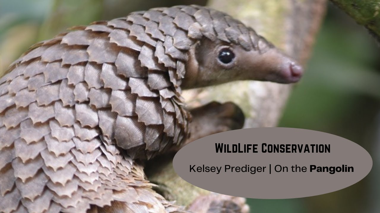 Kelsey Prediger | On The Pangolin | s4.2 - YouTube