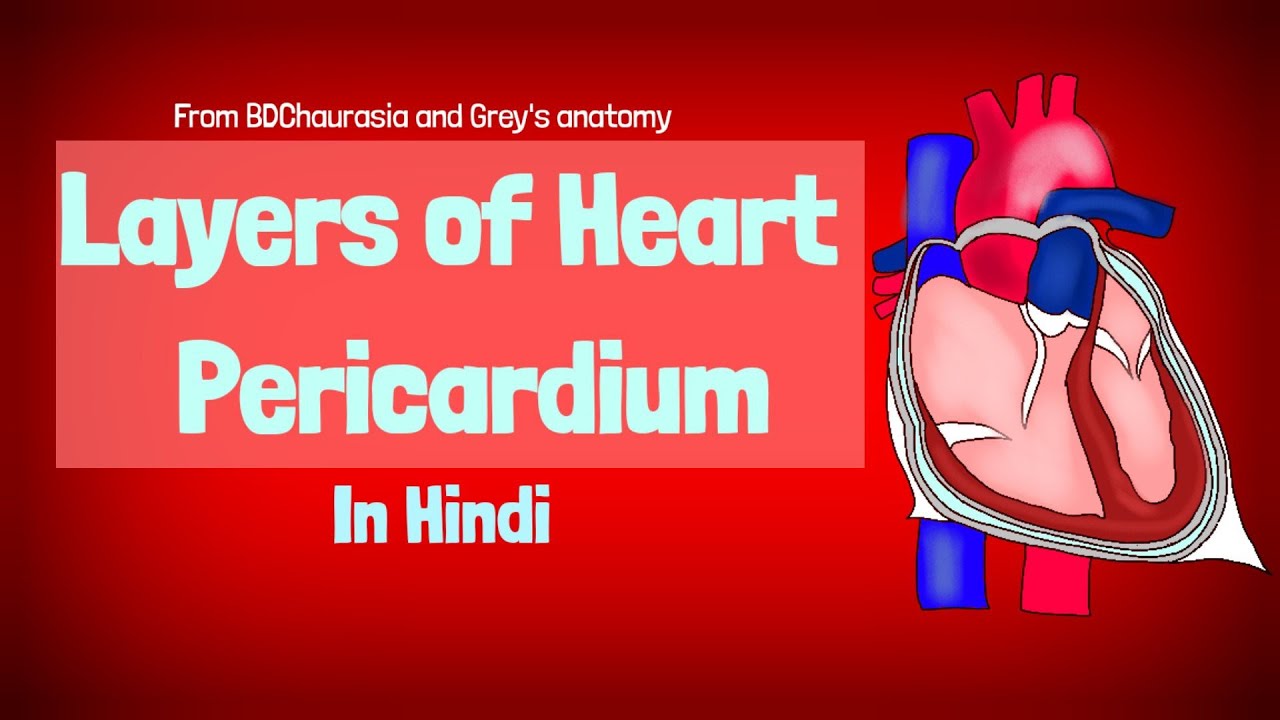 Pericardium // Layers of Heart // Anatomy of heart series - YouTube