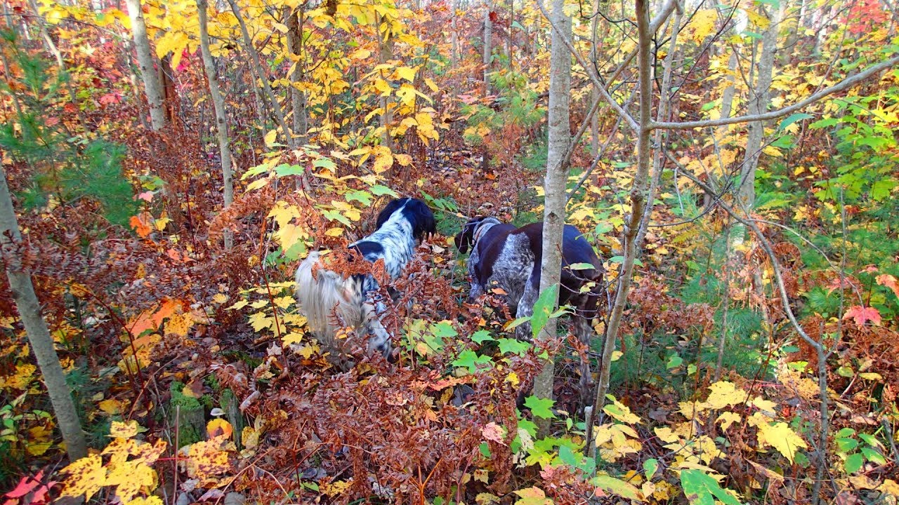Grouse Hunting in Michigan Fall 2018 Sophie's Final Season - YouTube