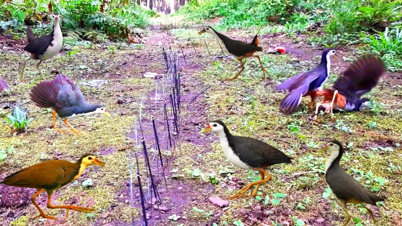 How to hunt birds | How to catch birds | Easy way to catching birds ...