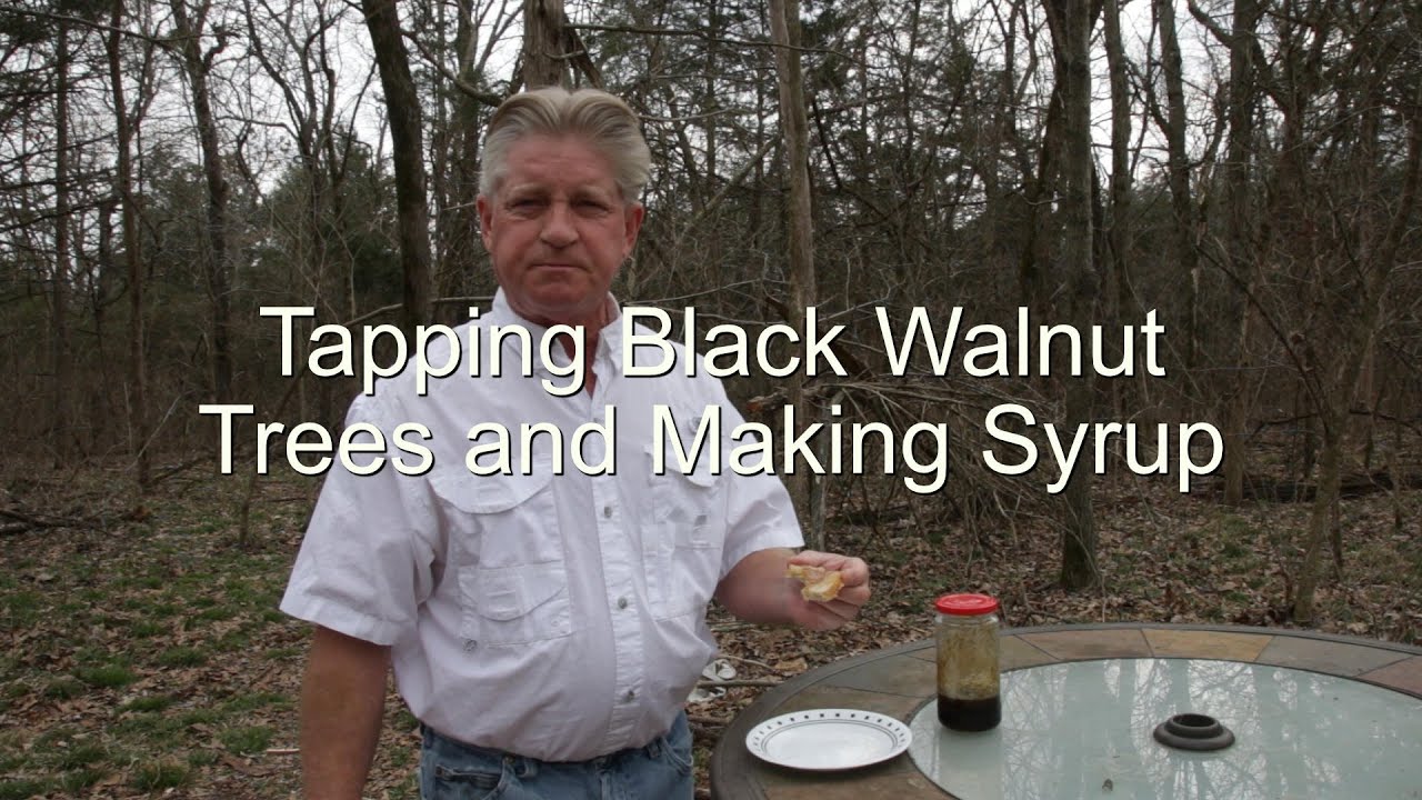 Tapping Black Walnut Trees For Syrup - YouTube