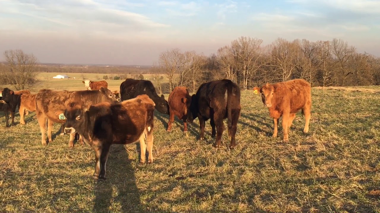 Welcoming Our 1st South Poll Bull to the Herd - YouTube