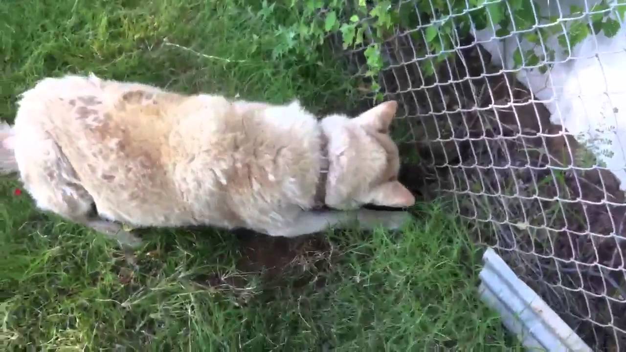 Dog vs Turtle!! - YouTube