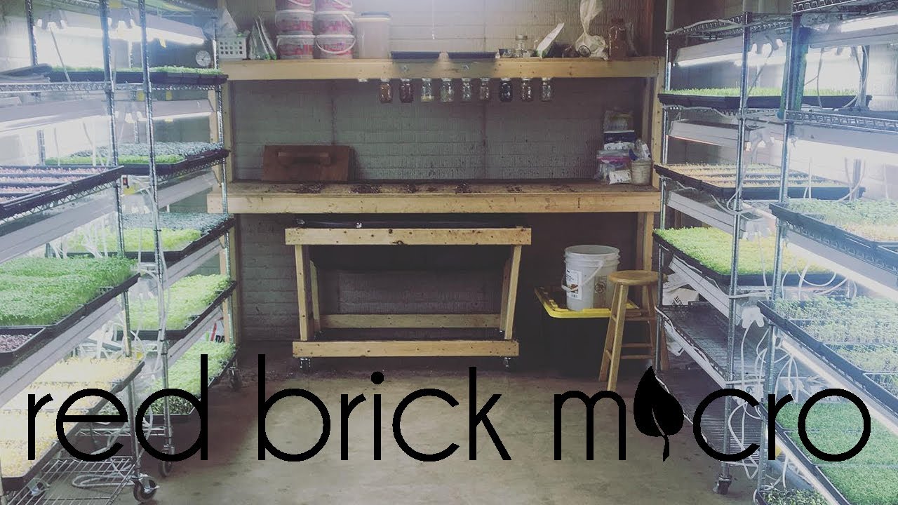 Microgreen grow room tour (in our basement!) - YouTube