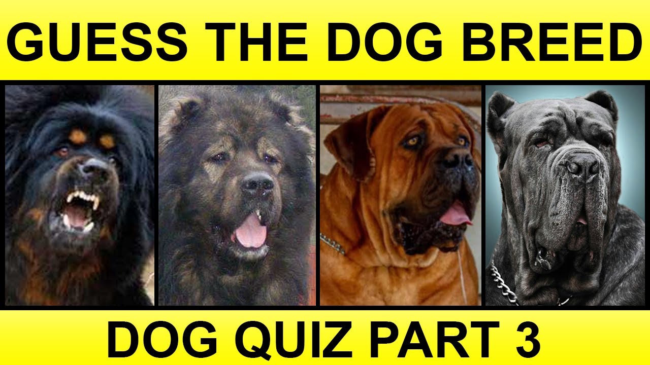 Guess The Dog Breeds | Dog Breed Quiz | Part 3 - YouTube