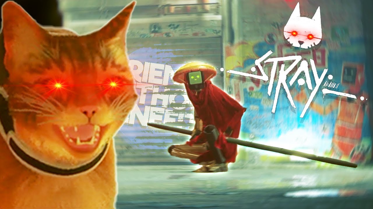 This Stray Needs A Home - YouTube