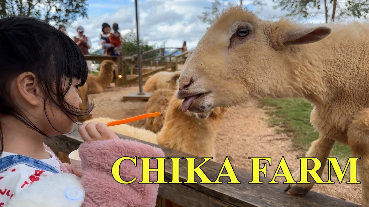 2 NGÀY 1 ĐÊM ĐÀ LẠT #4|| Tham quan CHIKA FARM và trải nghiệm GÀ NƯỚNG ...