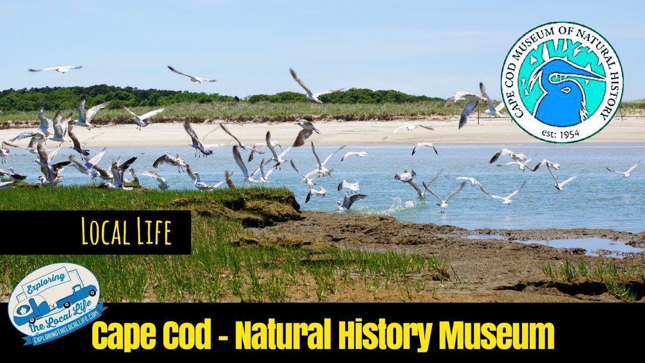 Exploring Cape Cod Museum of Natural History - A Local Gem - RV Life ...