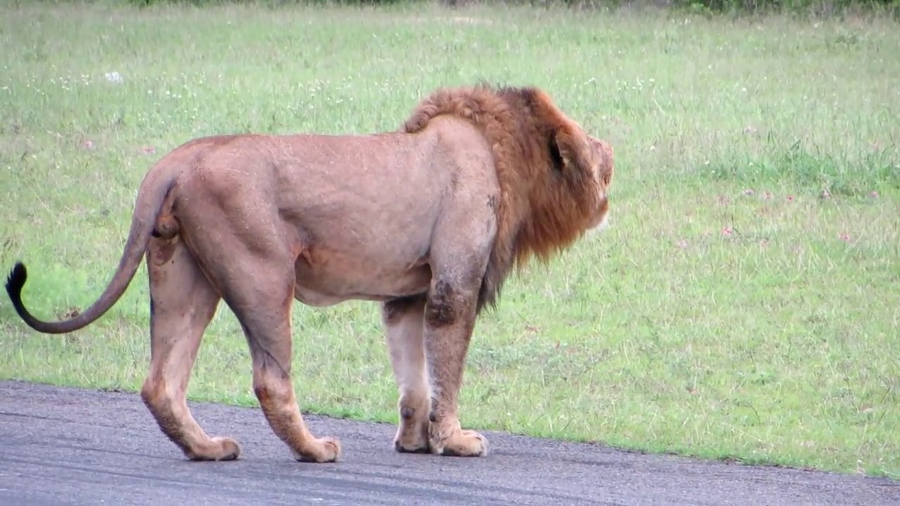 Hip scar majingilane male lion (londolozi 2013) R.I.P piercing eyes ...