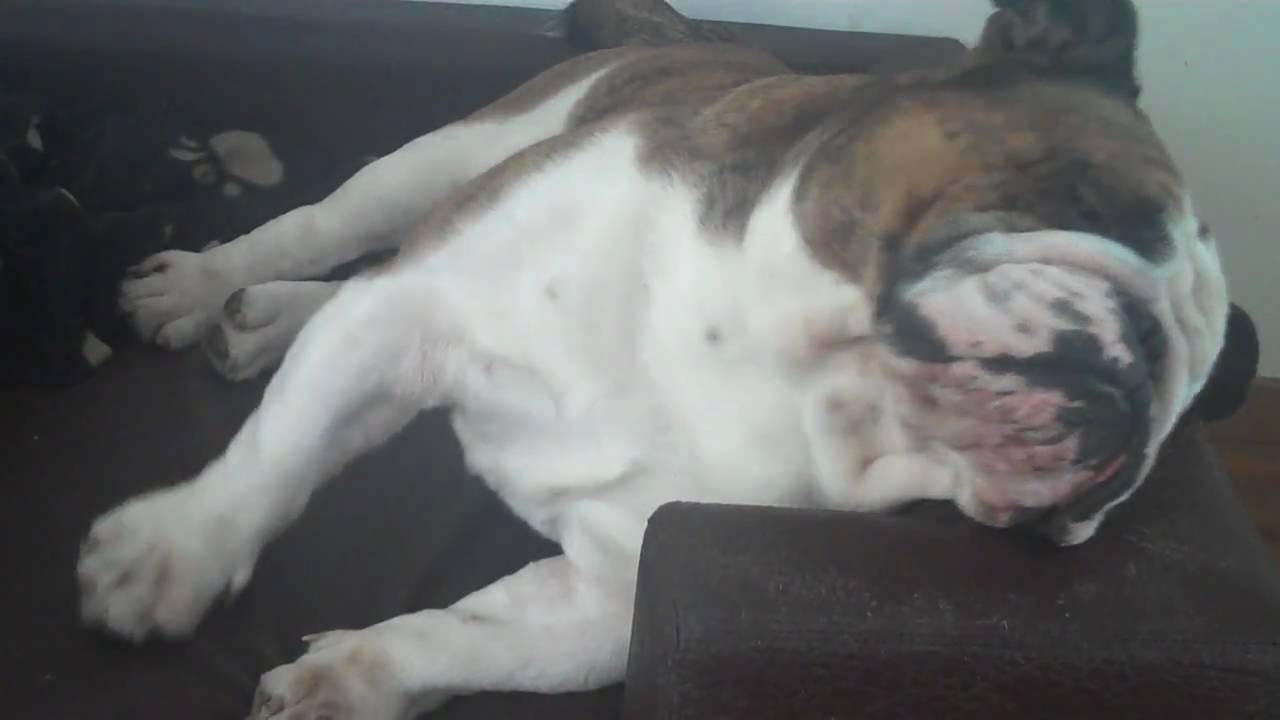 Sam sleeping, nothing special - YouTube
