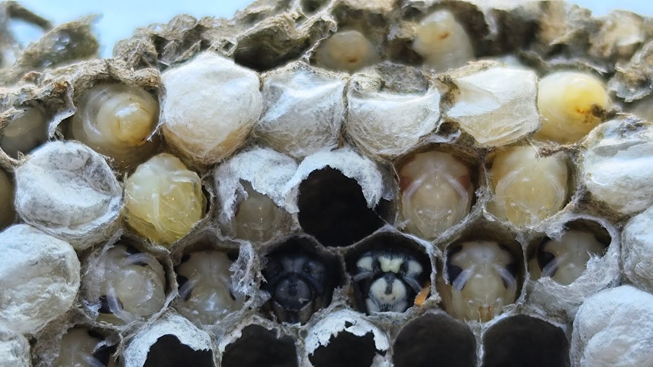 Inside a wasp nest - YouTube