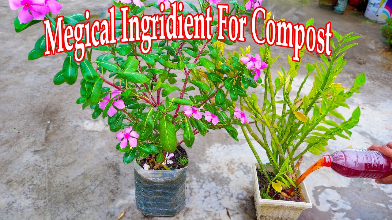 How to make liquid compost at home from two ingredients || Best compost ...