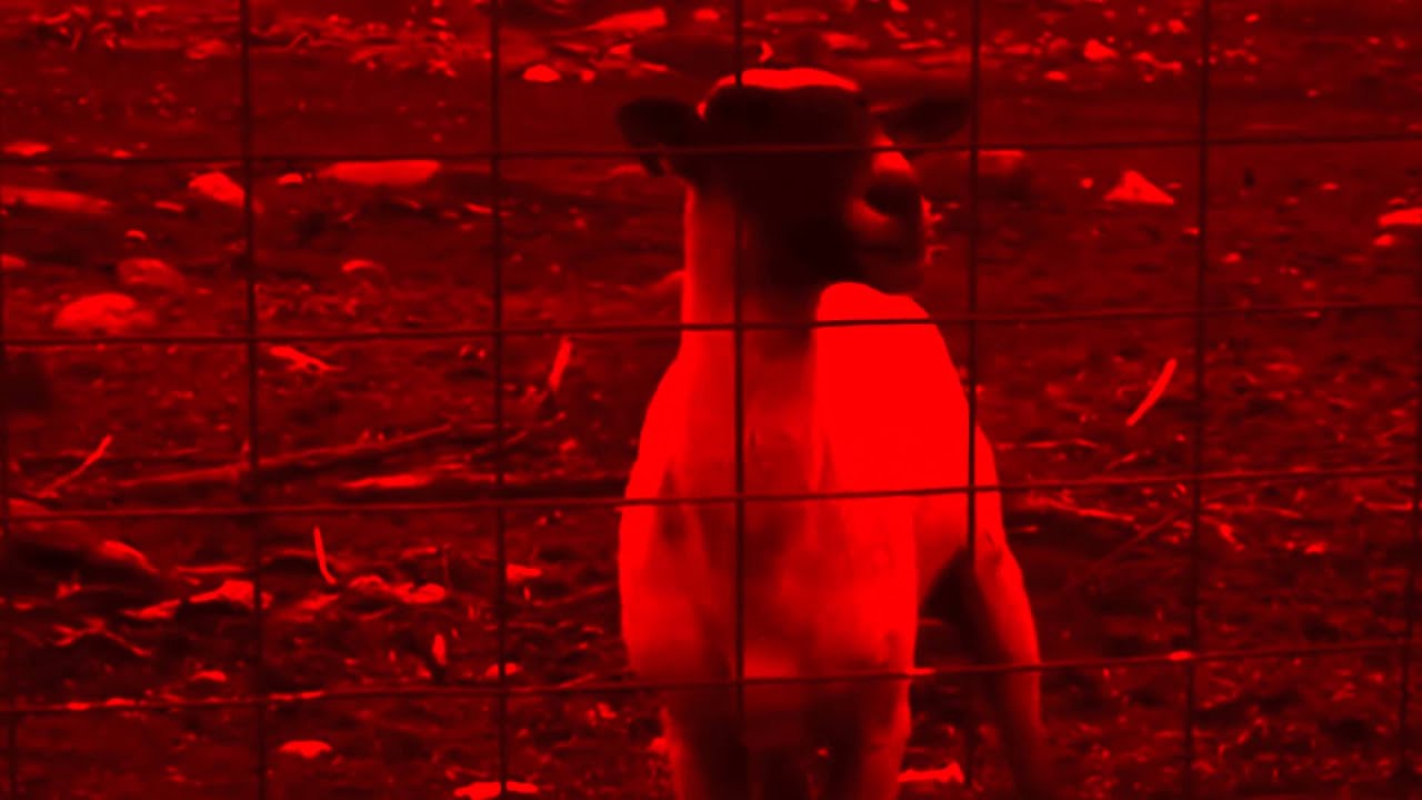 Slayer Angel of Death Goat Edition - YouTube