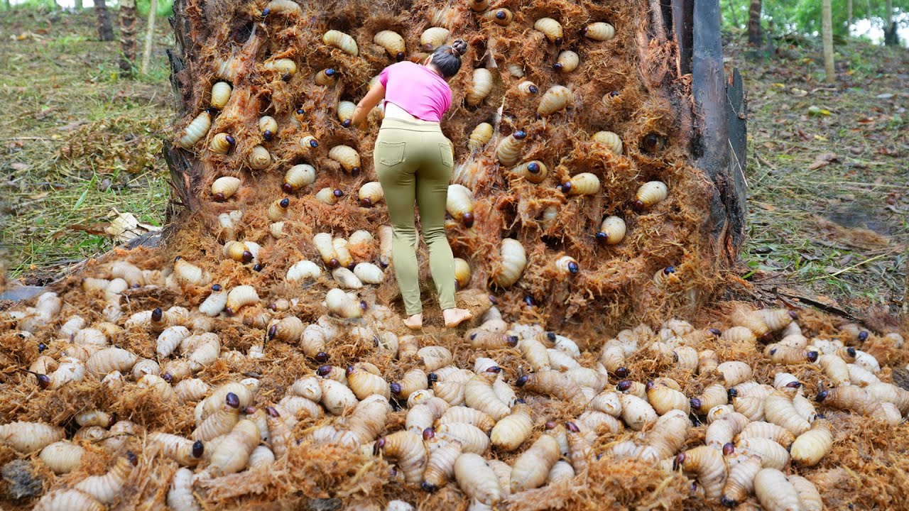 REWIND TIMELAPSE --279 Days Catching Many Coconut Weevil in Rotten Tree Trunk Go To Sell - YouTube