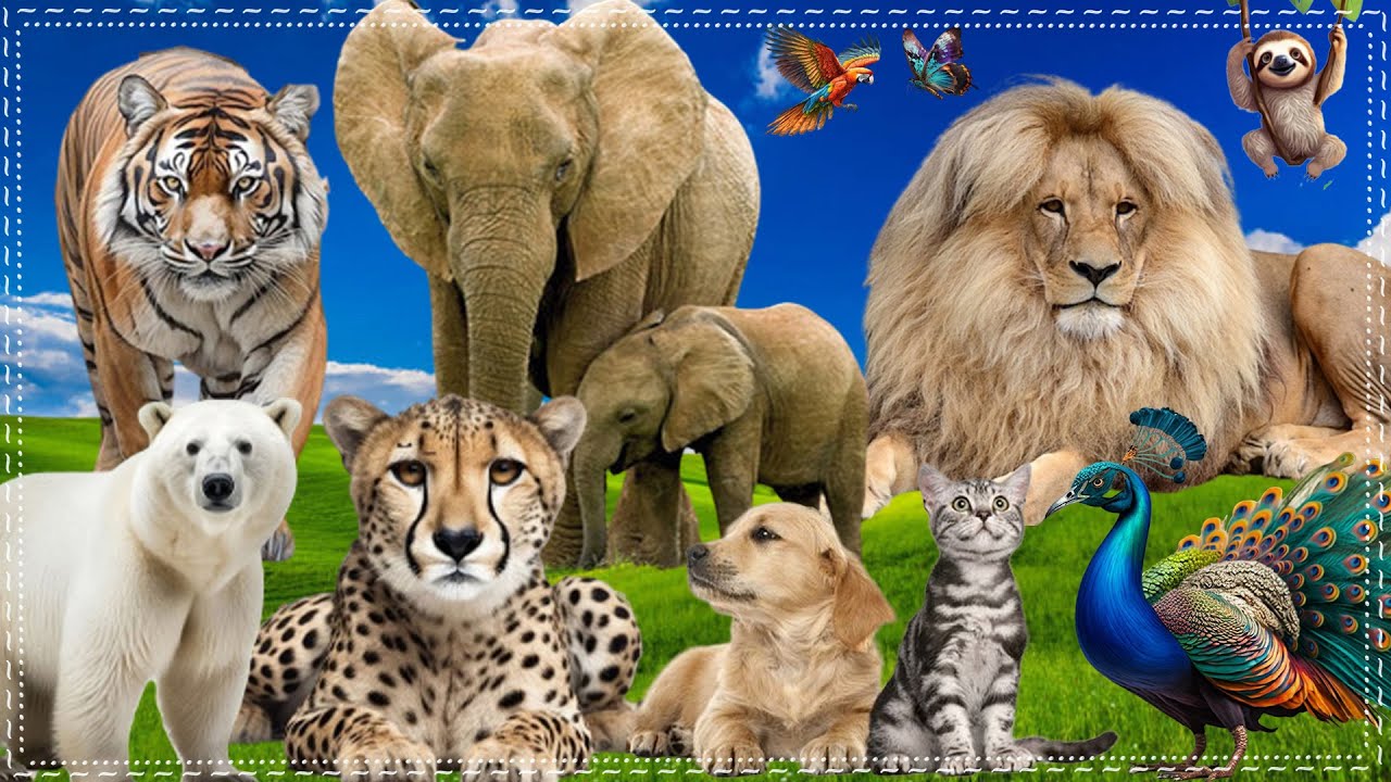 Sounds Of Farm Animals, Familiar Animals Around Us: Elephants, Tigers ...