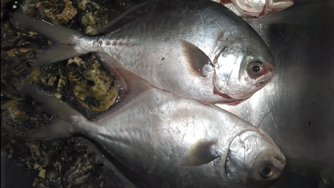 #pampano #fish #malaboncity #philippines - YouTube