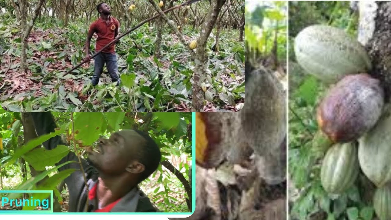 THE IMPORTANCE OF PRUNING YOUR COCOA TREES. #schandeetv #cocoa #pruning - YouTube