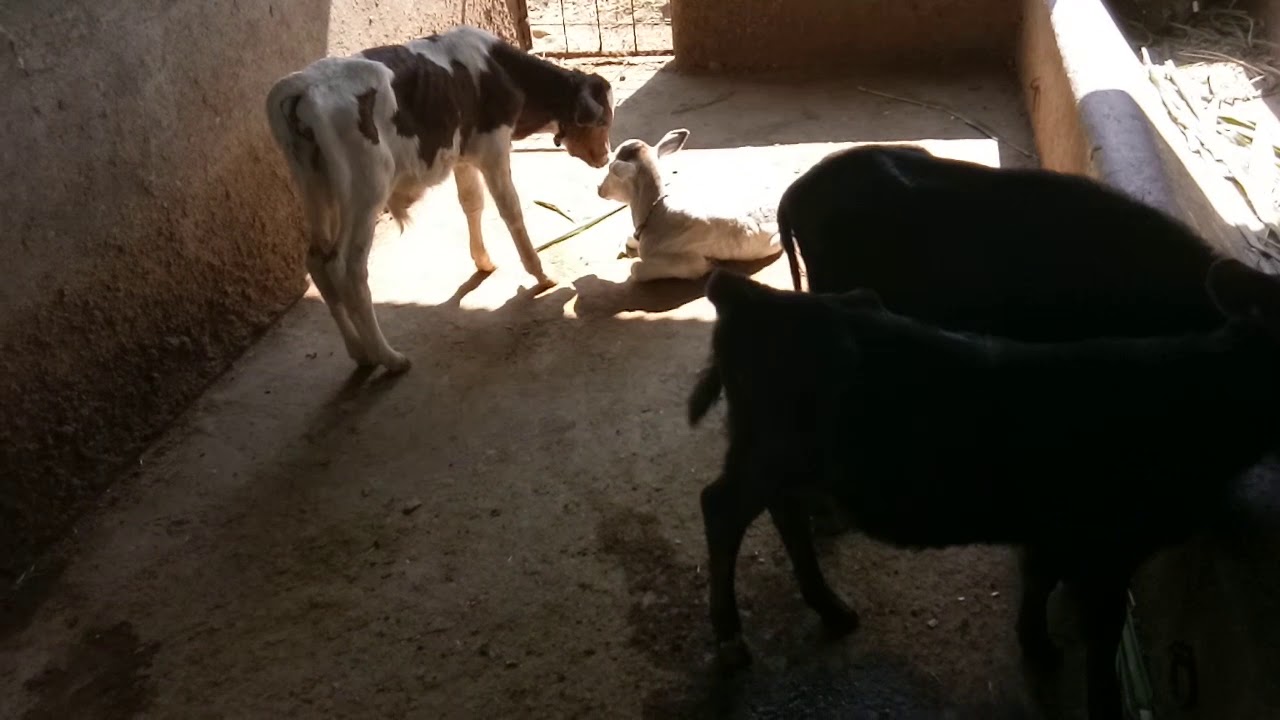 संकरीत वासरे || mukt sanchar gotha || pashupalan - YouTube