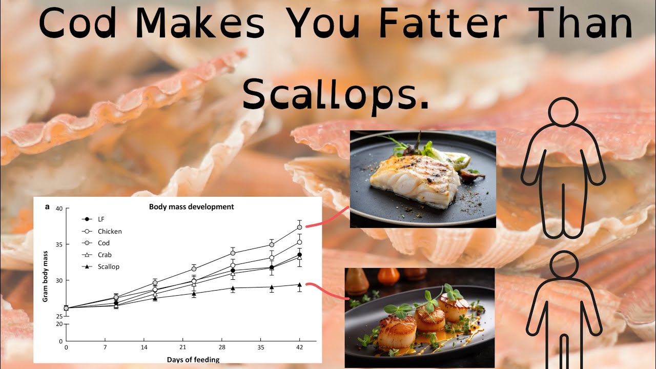 Cod Makes You Fatter Than Scallops. - YouTube