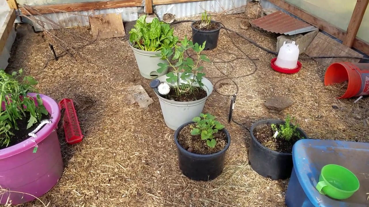 Quail Aviary Update - YouTube