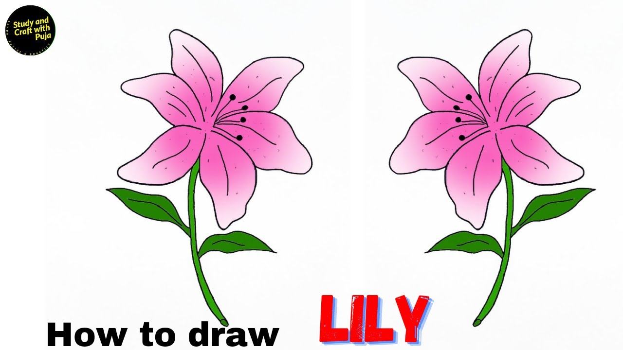 How to draw a Lily || Lily Flower drawing easy step by step - YouTube