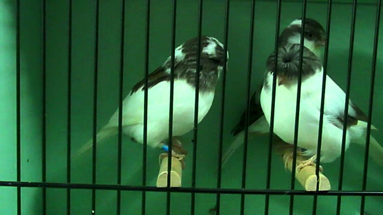 GLOSTER PIO BLANCO CORONA Y CONSORT FI82 - YouTube