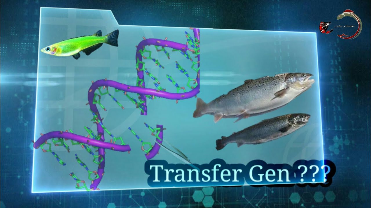 Transfer Gen ?? Lebih Mengenal dan Mengetahui Manfaat dan proses IKAN ...