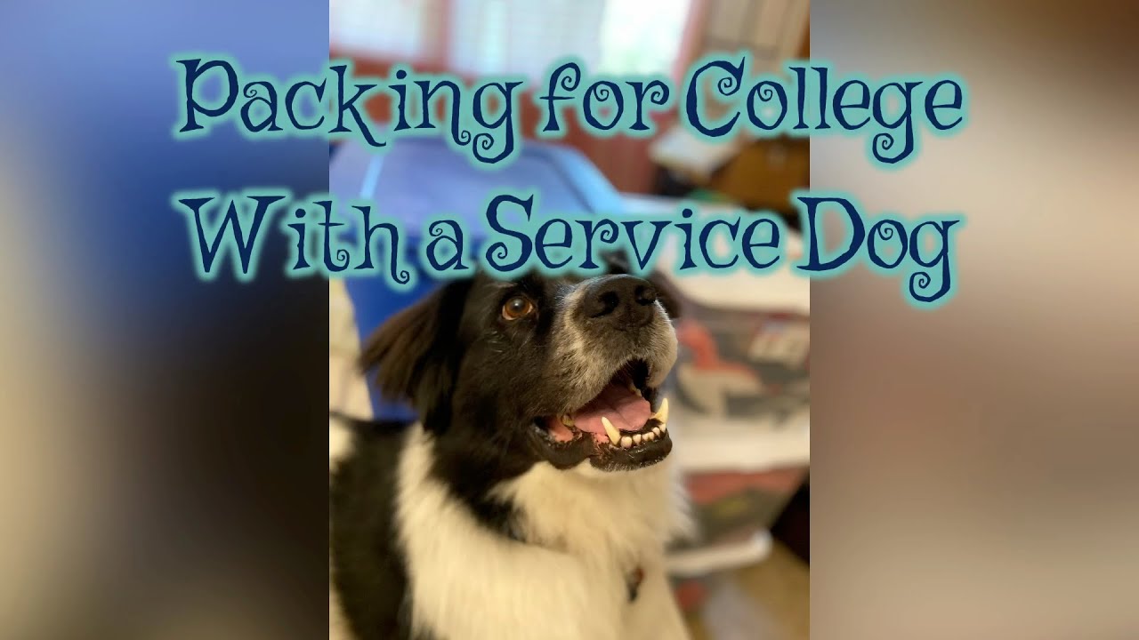 Packing for College with a Service Dog - YouTube