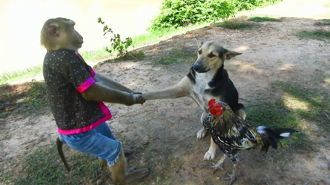 Don't Pull Him So Terrible Like This, Best Video Of Animals - YouTube