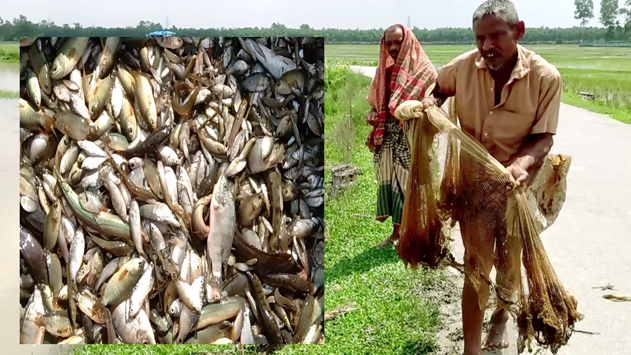 A Old Man Catching Fish || Best Cast Net Fishing || - YouTube