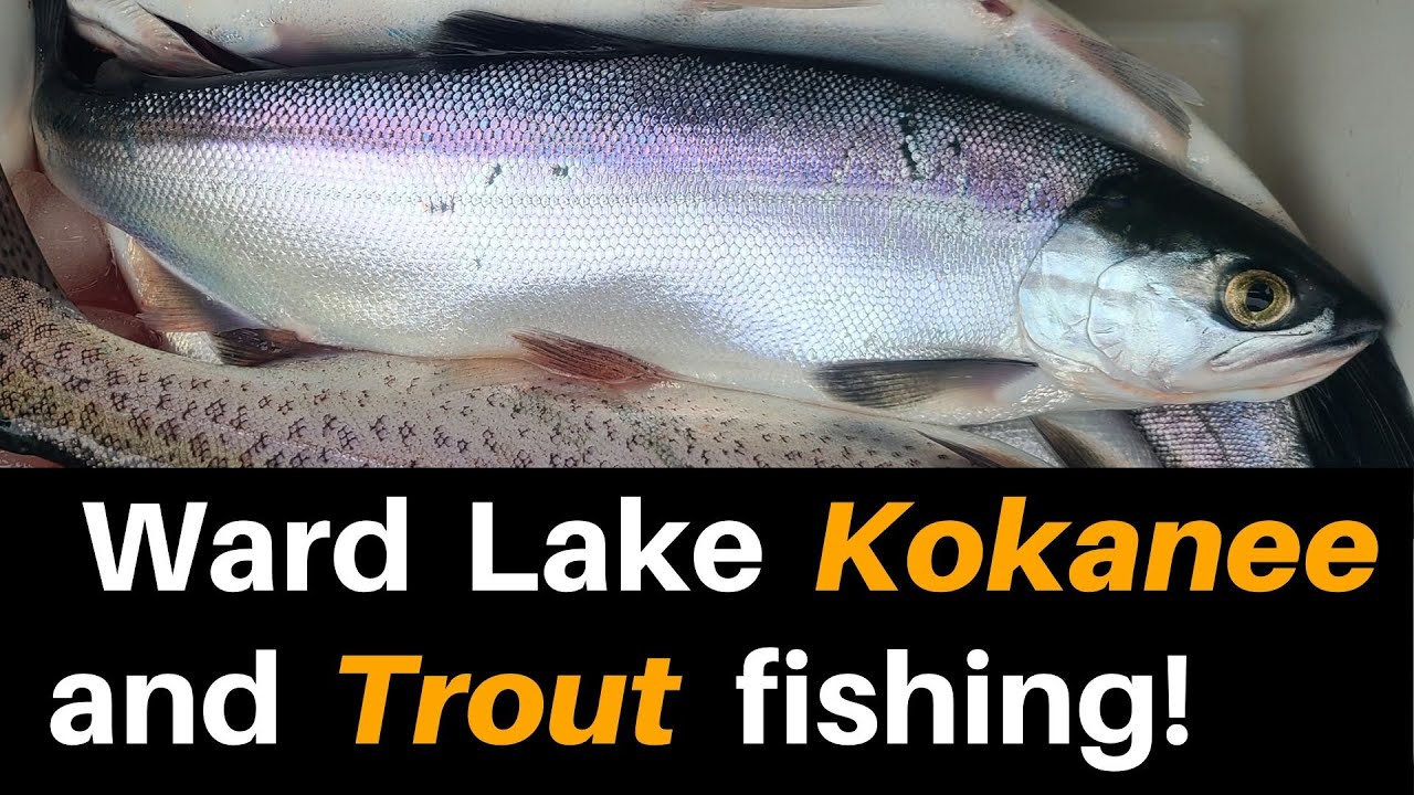 Ward Lake Kokanee and Trout fishing! - YouTube