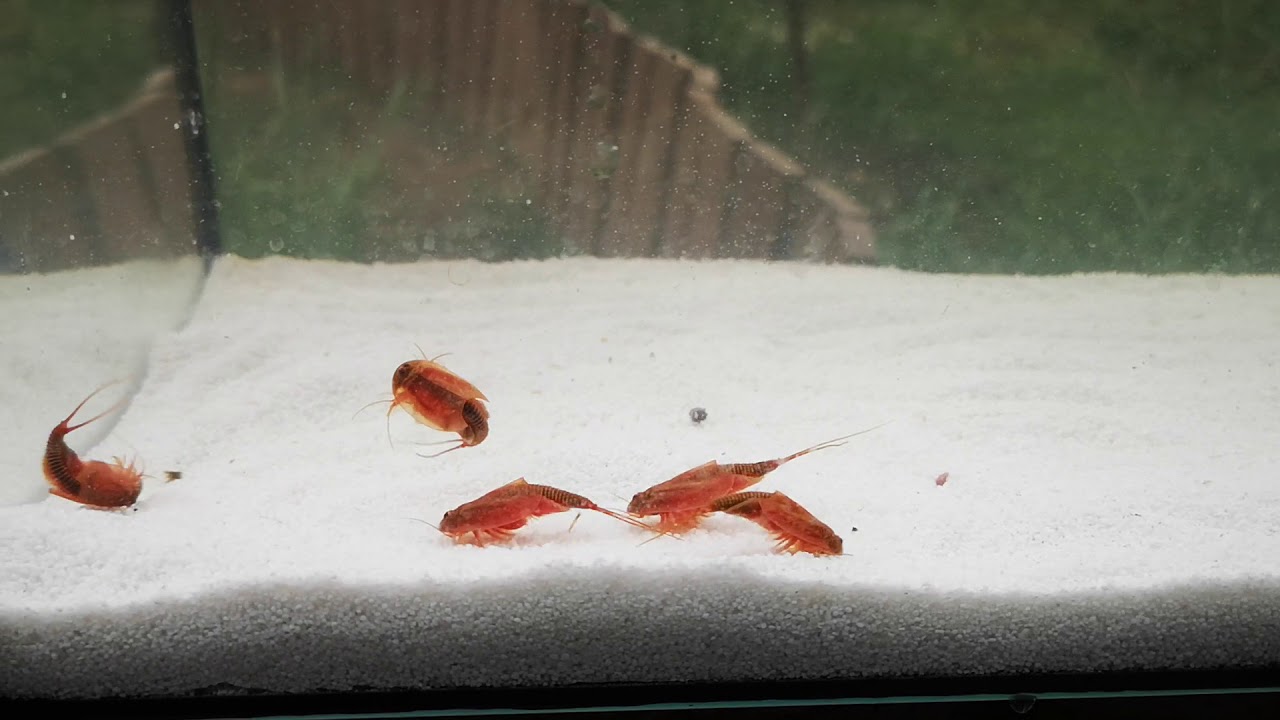 Cancriformis Albino von Triops King - YouTube