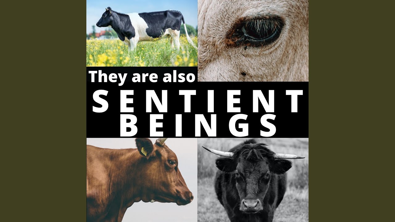 Sentient Beings - YouTube
