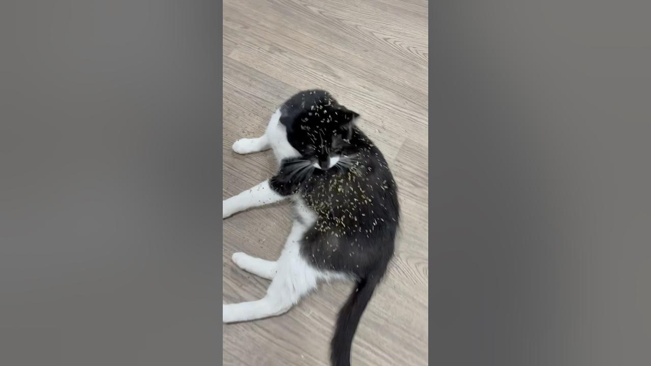 Sending Tux into Outer Space #catnip #cat - YouTube