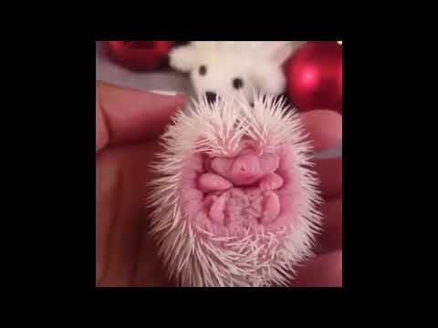 Sevimli bebek hayvanlar Videolar Derleme sevimli hayvanlar - Dünyanın En Şirin HayvanlarI