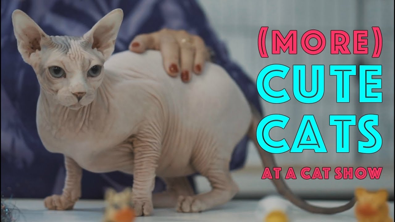 (More) Cute Cats at a Cat Show | TICA Cat Show - YouTube