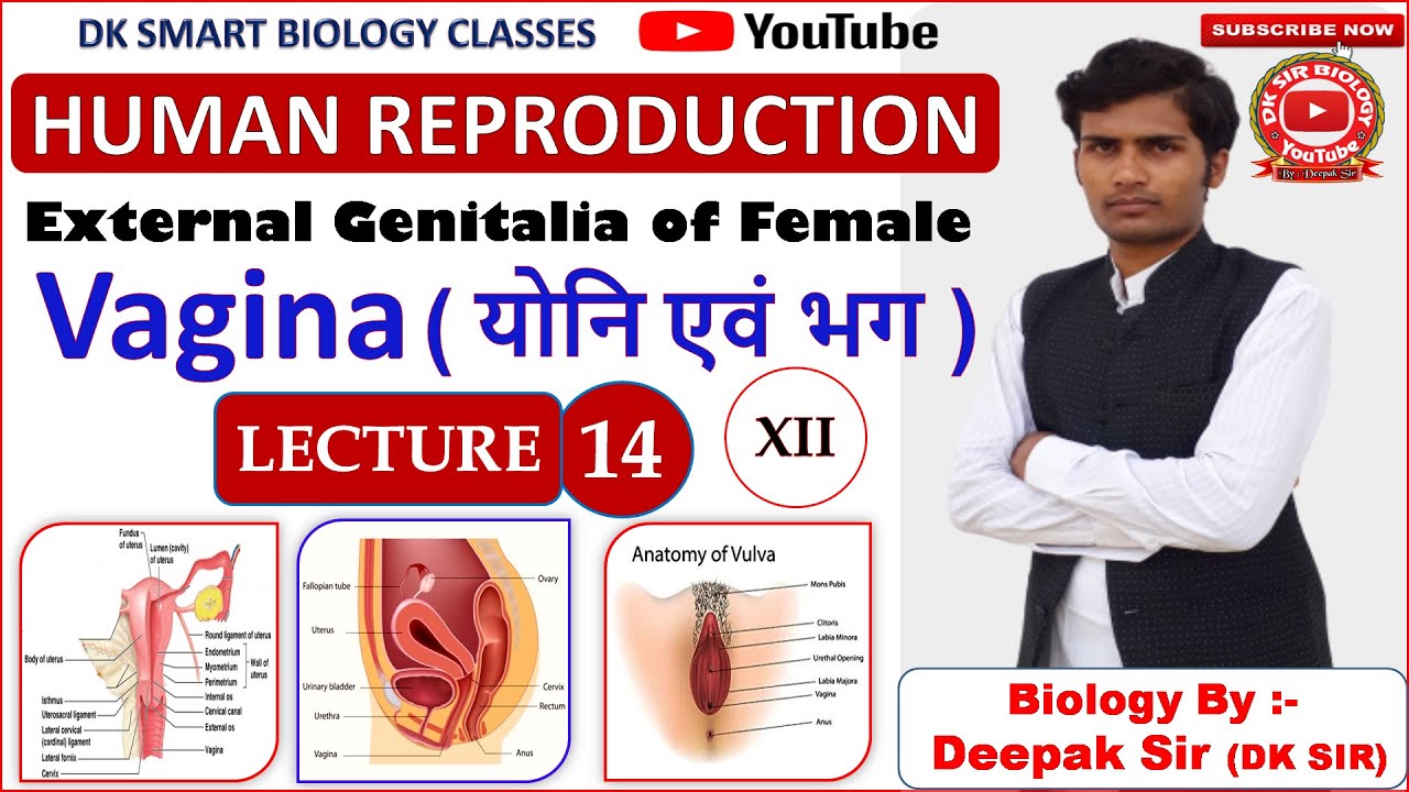 Human Reproduction Lecture -14 |12th/NEET/AIIMS/DIPLOMA| Female ...