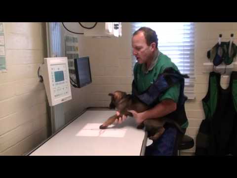 Limping Puppy:What Do You Look For?