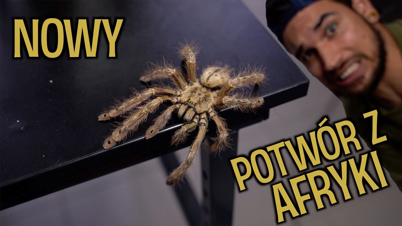 Nowa samica z Afryki ROBI WRAŻENIE 🤯☠️ Stromatopelma calceatum i ...