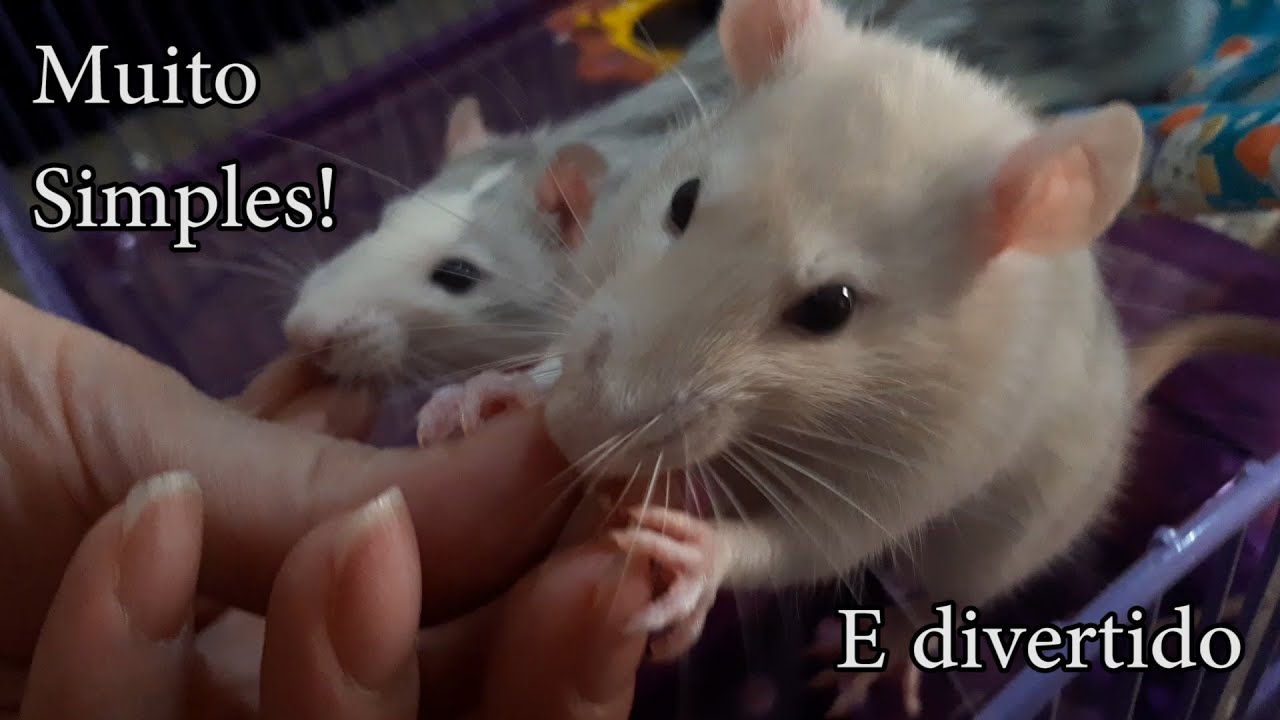 Como dar medicação para os Ratos Twister (maneira prática e divertida ...