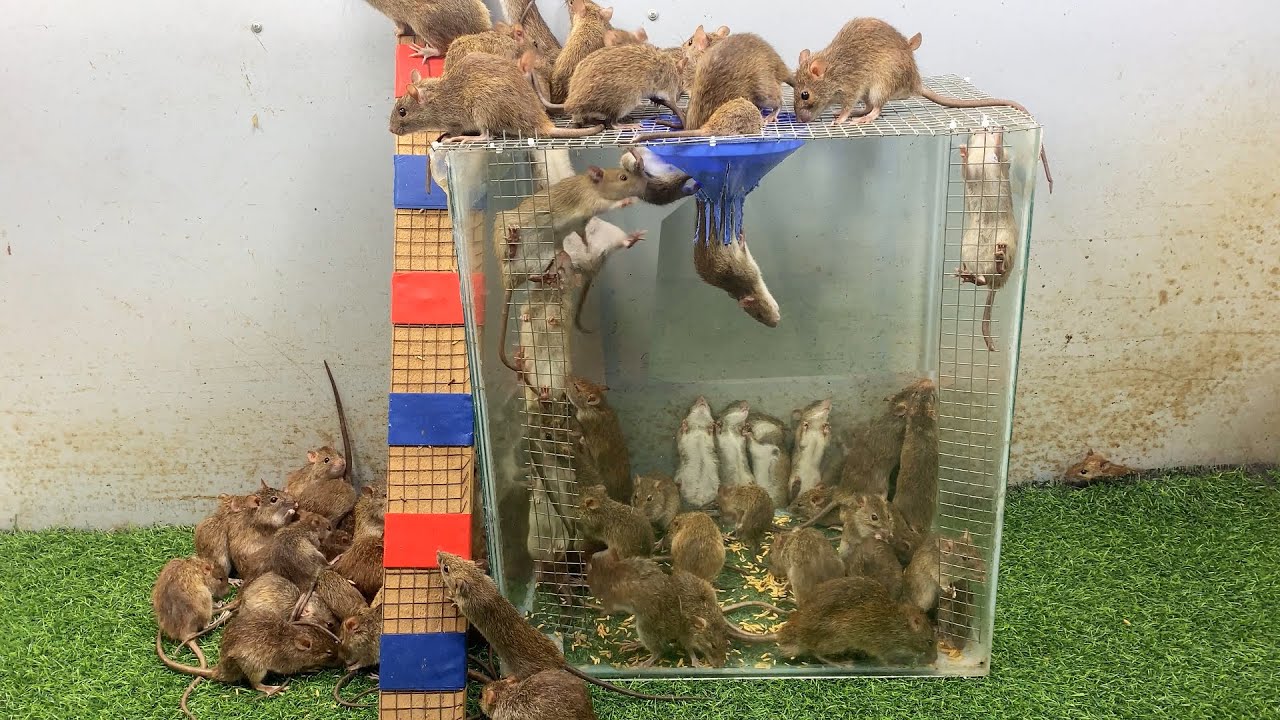 mouse trap with plastic funnel / how to trap mice with a plastic funnel ...