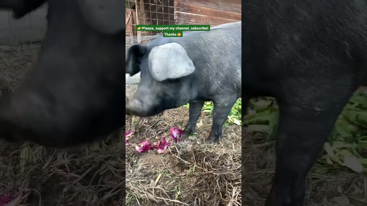 Missy the black pig loves leftovers from grocery🐷. #shorts #farm #pig # ...