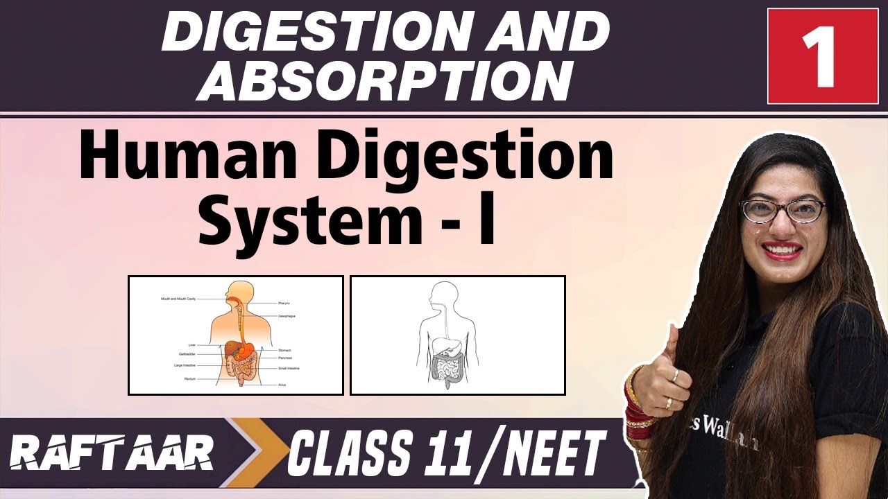 Digestion and Absorption 01 - Human Digestion system -l | Class 11/NEET ...